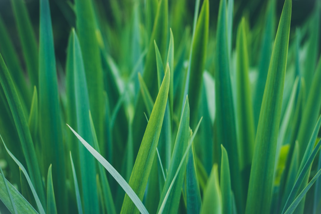 Penneagle II Bentgrass Sod | Emerald Sod Farms