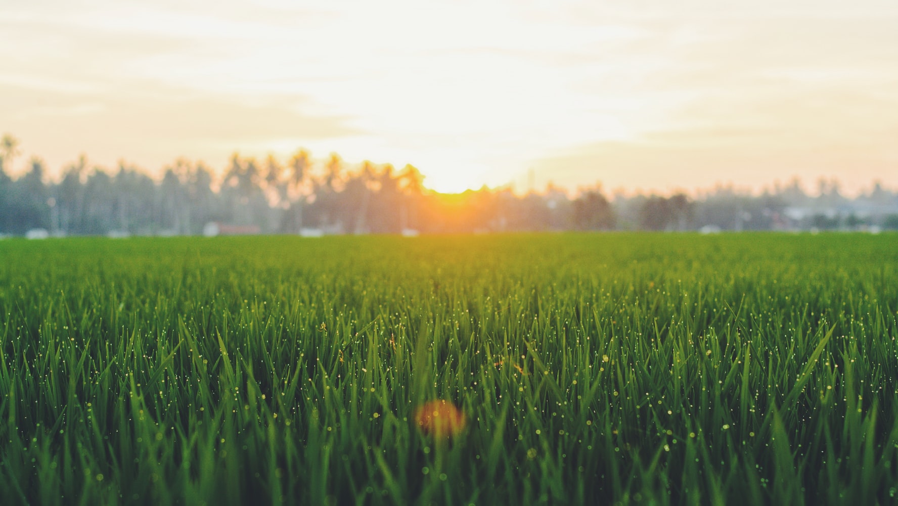 Texas Hybrid Sod in Colorado | Emerald Sod Farms